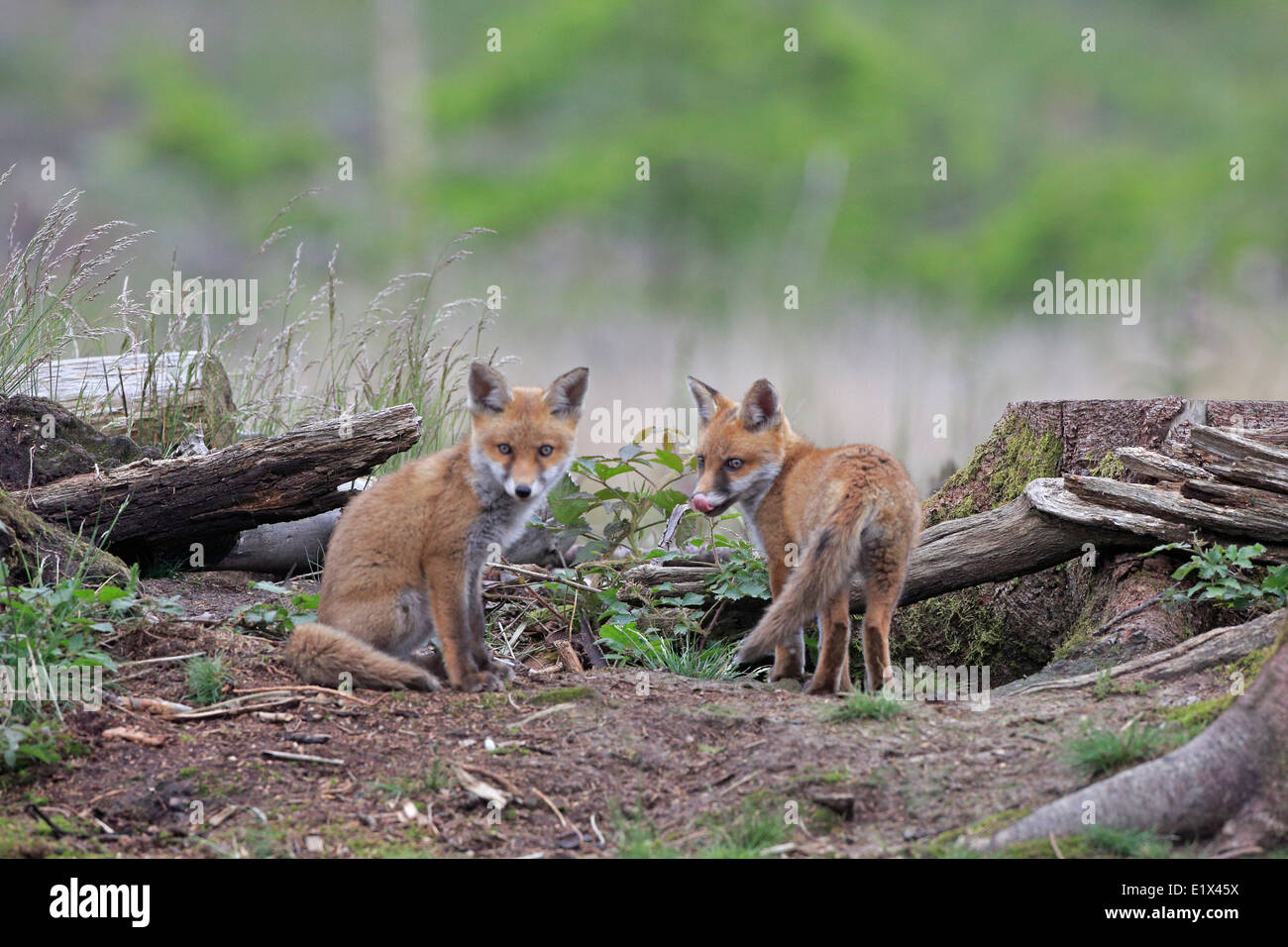 Two Fox Cubs near their earth Stock Photo - Alamy