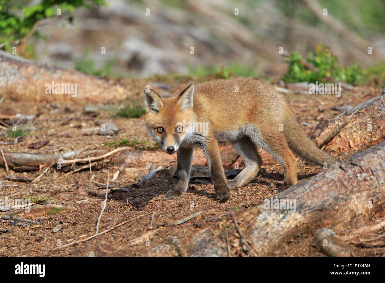 Fox cub hi-res stock photography and images - Alamy