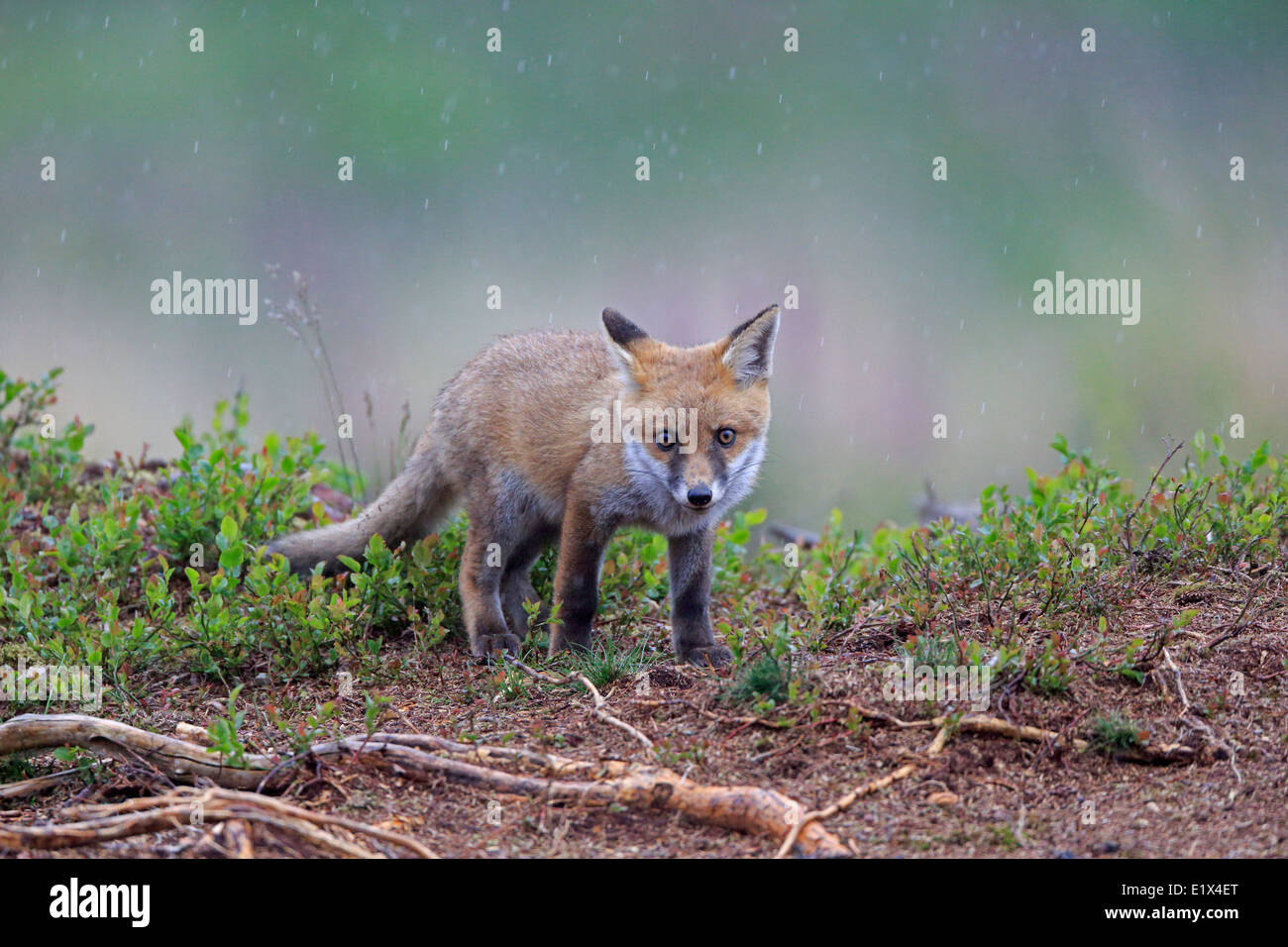 Fox in the rain hi-res stock photography and images - Alamy