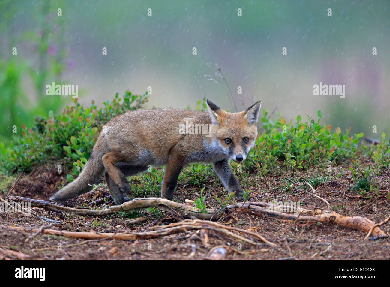 Red Fox Cub in the rain Stock Photo - Alamy