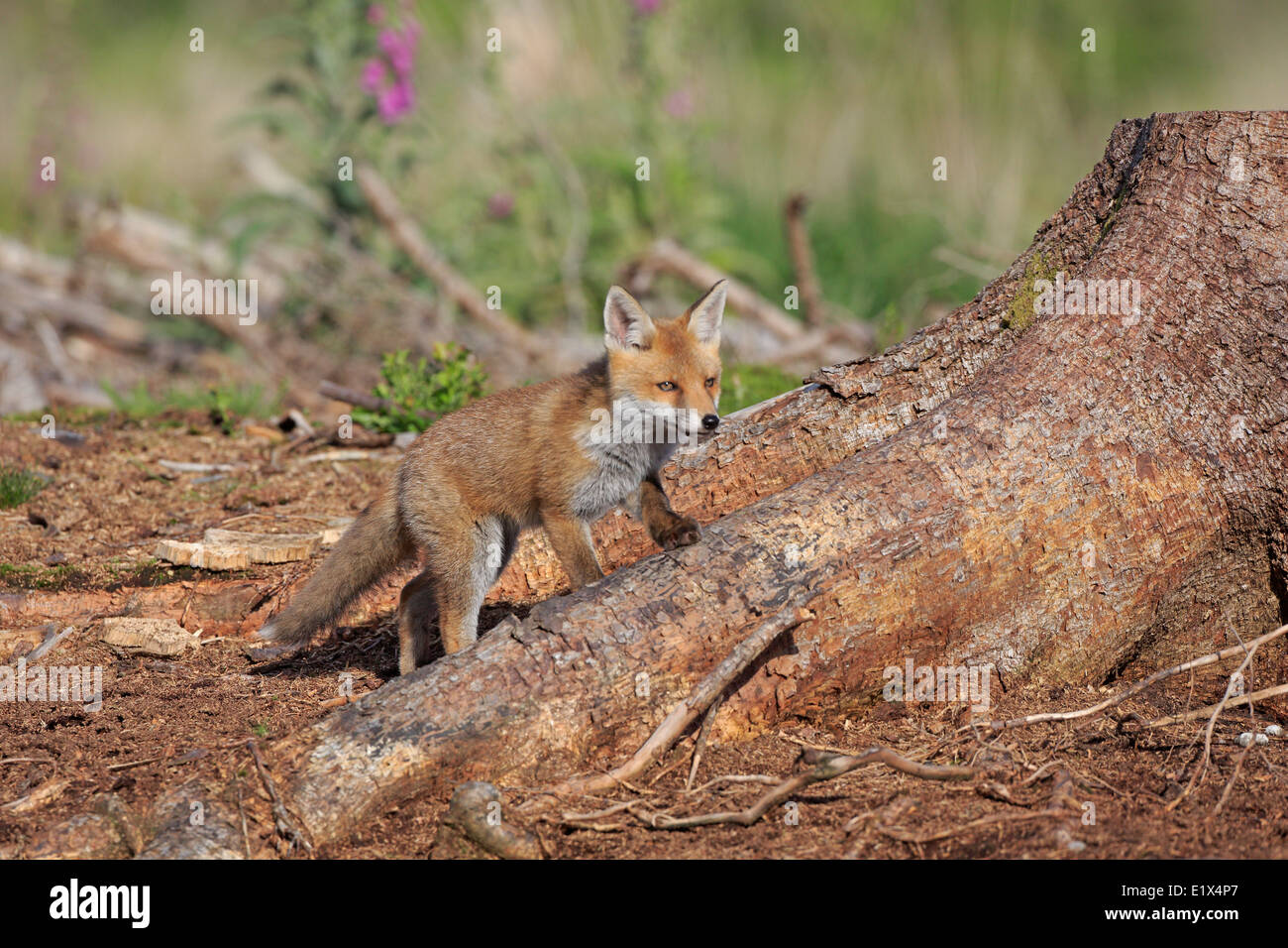 Red Fox Cub Stock Photo - Alamy