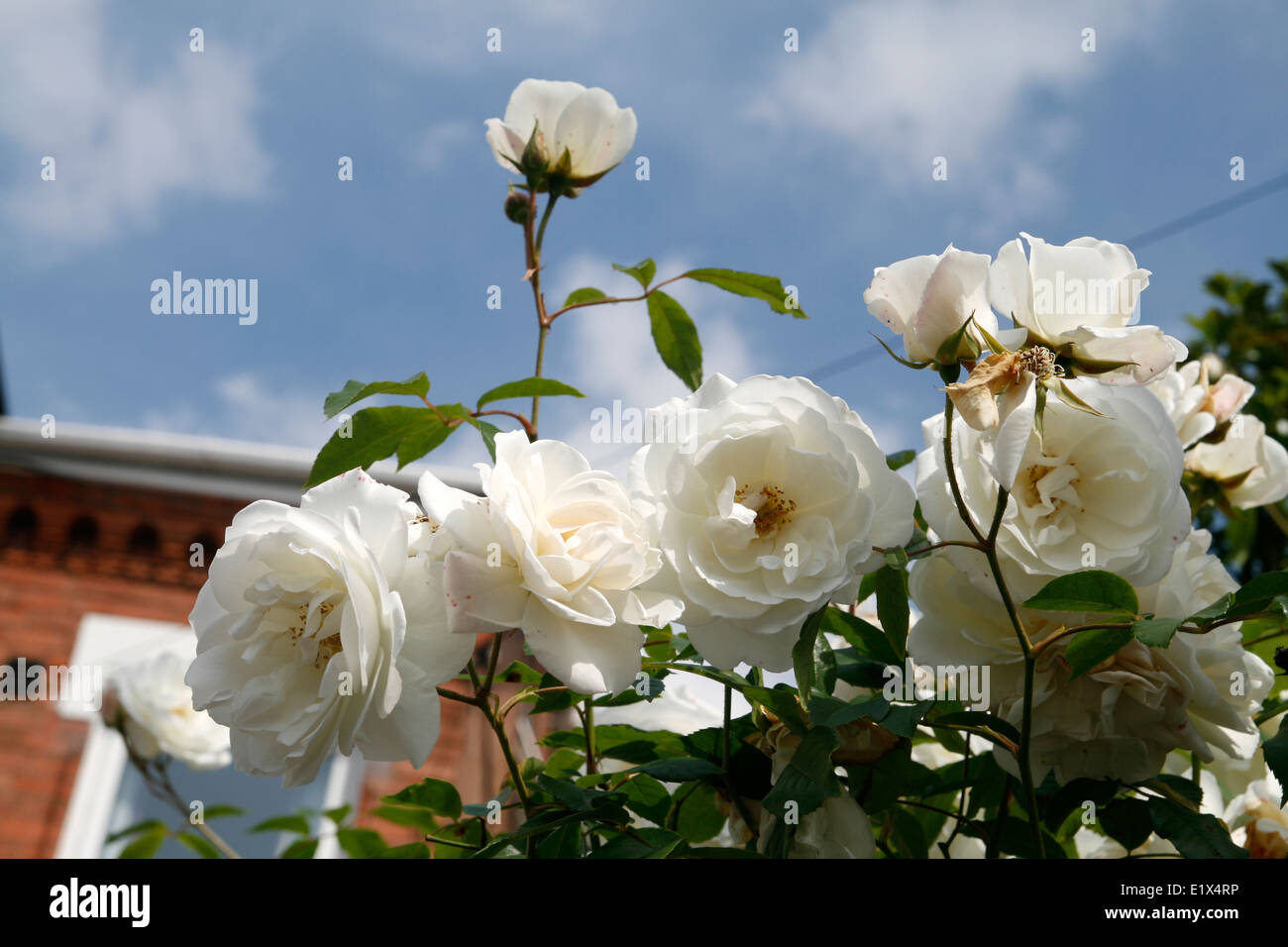 White Roses Worcester Worcestershire England UK Stock Photo - Alamy