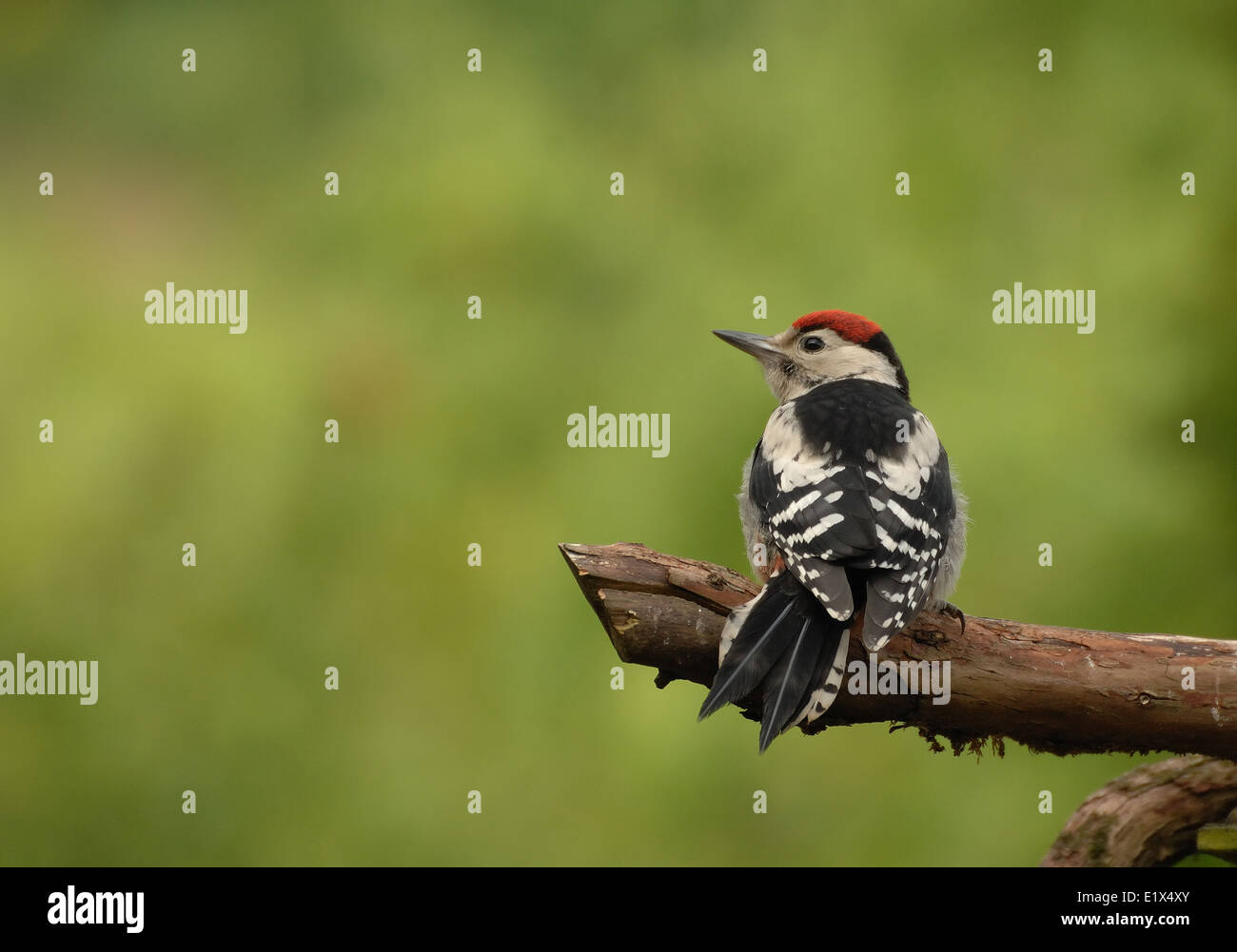 Baby woodpecker hi-res stock photography and images - Alamy