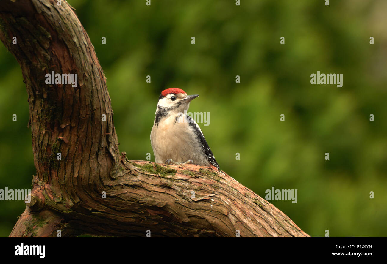 Baby woodpecker hi-res stock photography and images - Alamy