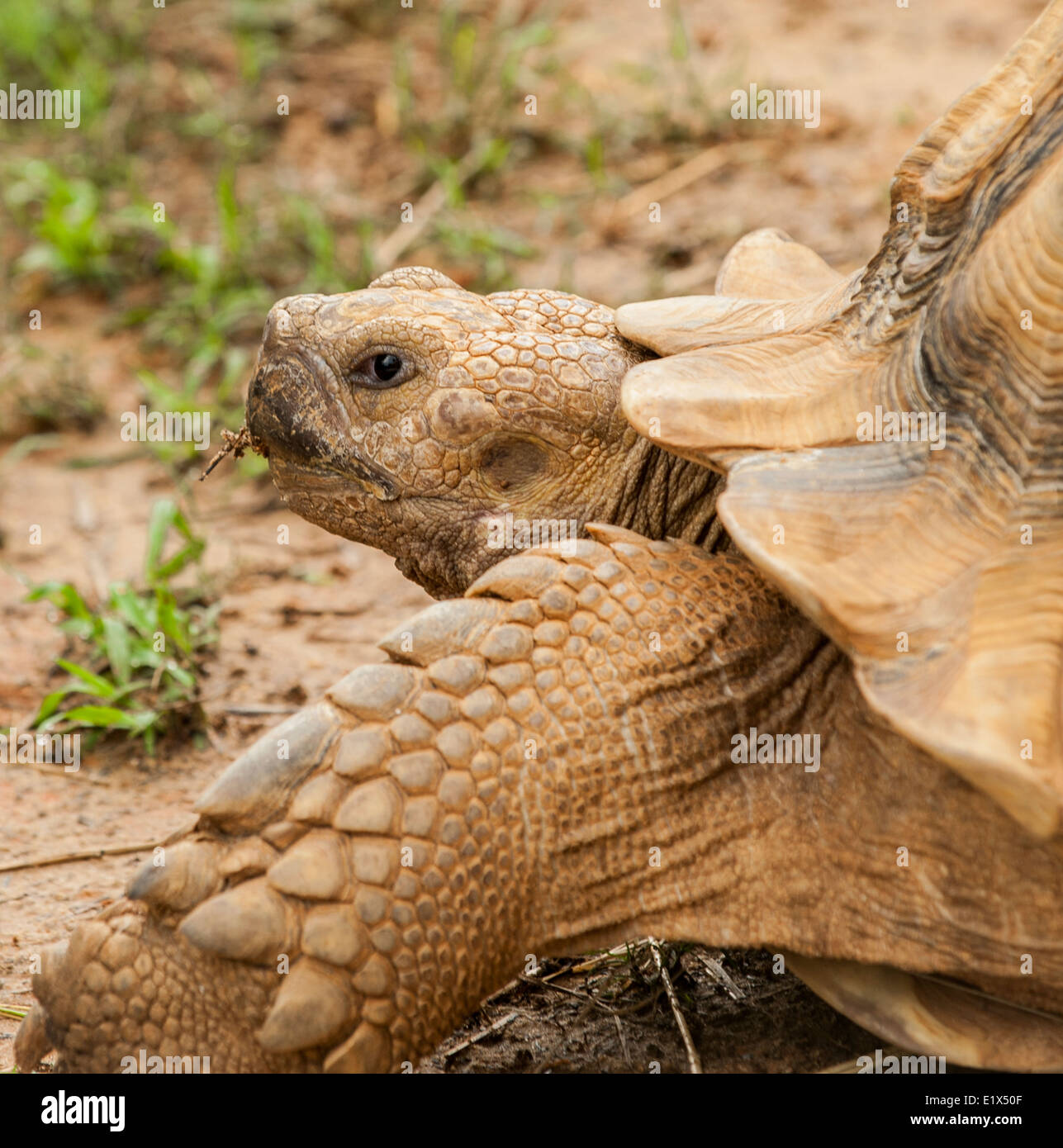 Turtle eat hi-res stock photography and images - Alamy