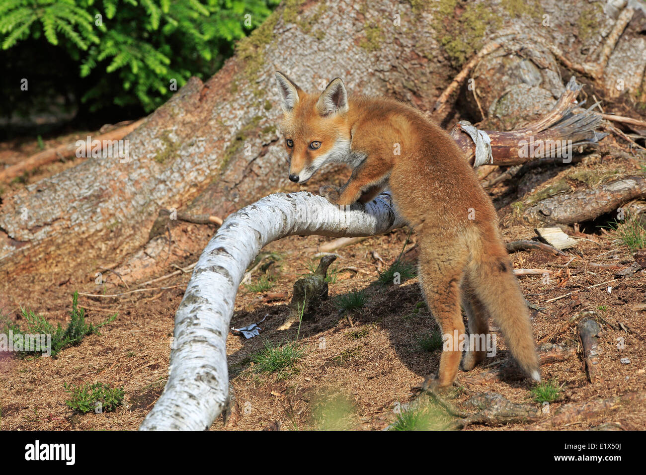 Red Fox Cub climbing onto branch Stock Photo - Alamy