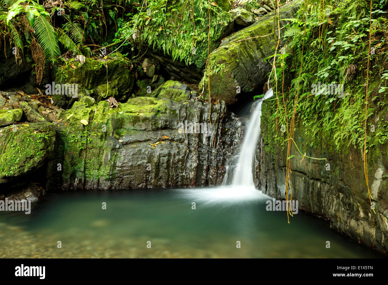 Lower Juan Diego Waterfall Caribbean National Forest El Yunque Rain Forest Puerto Rico Stock