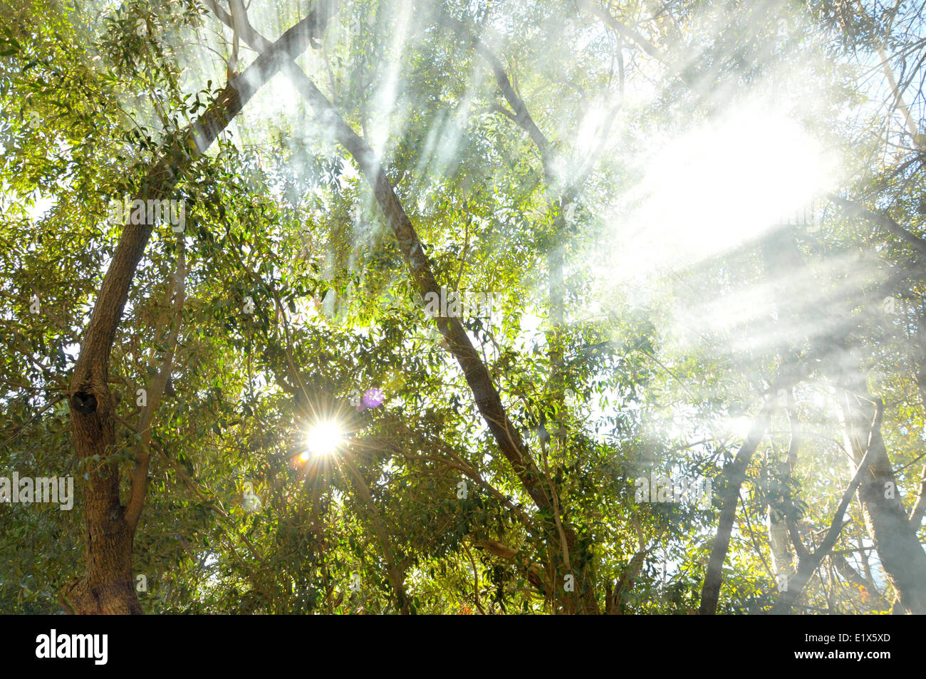 Rays of Hope Stock Photo - Alamy