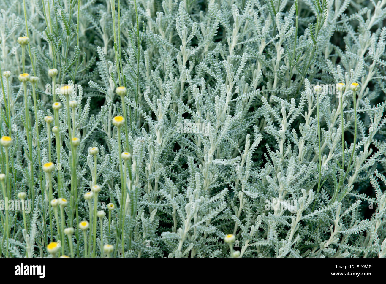 a plant of lavender cotton in the garden Stock Photo - Alamy