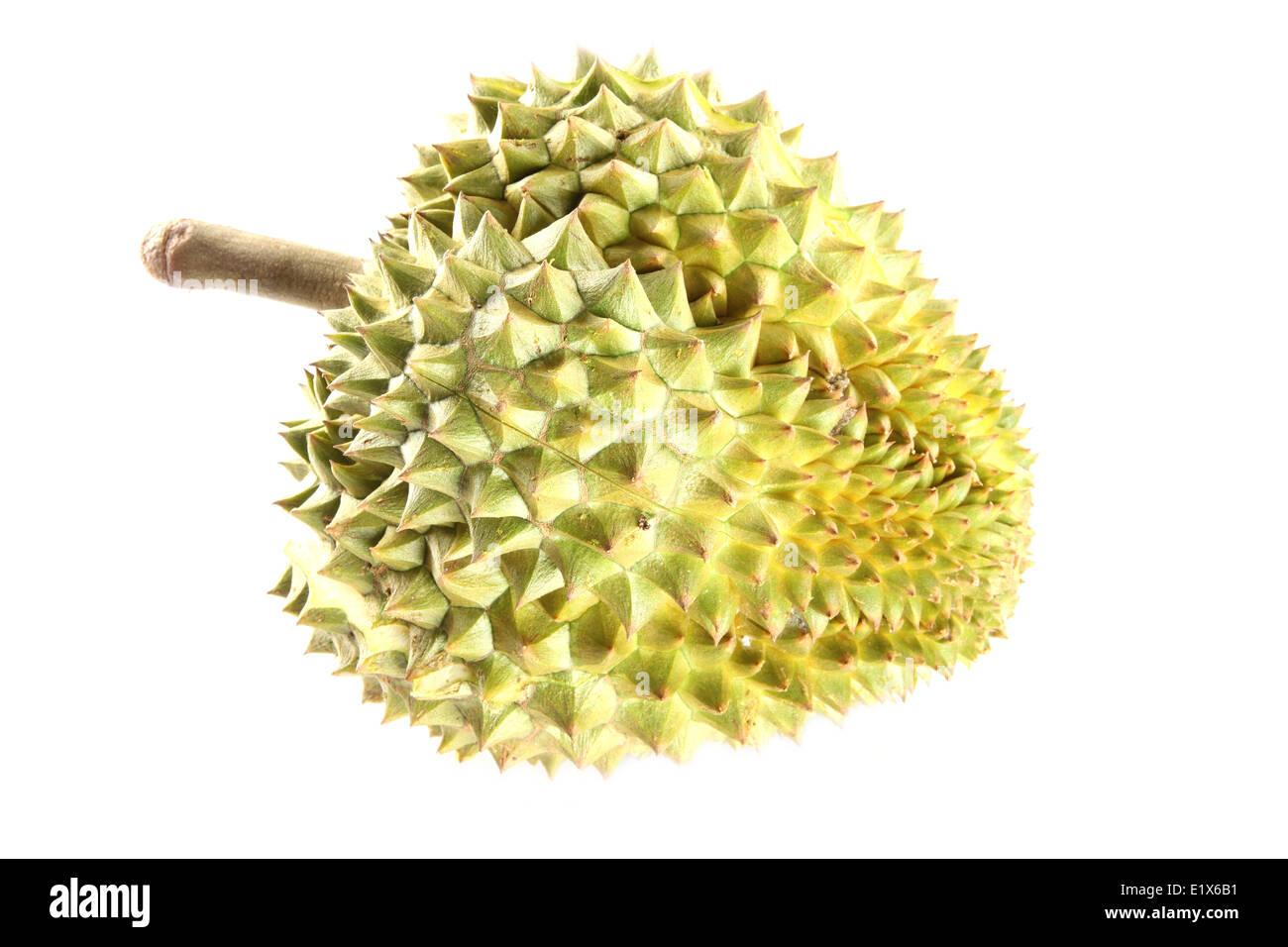 ripe durian isolated on white background Stock Photo - Alamy