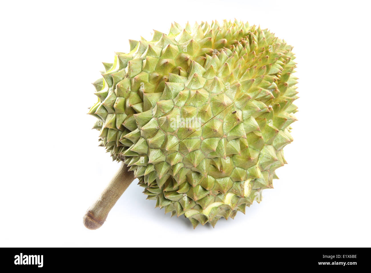 ripe durian isolated on white background Stock Photo - Alamy
