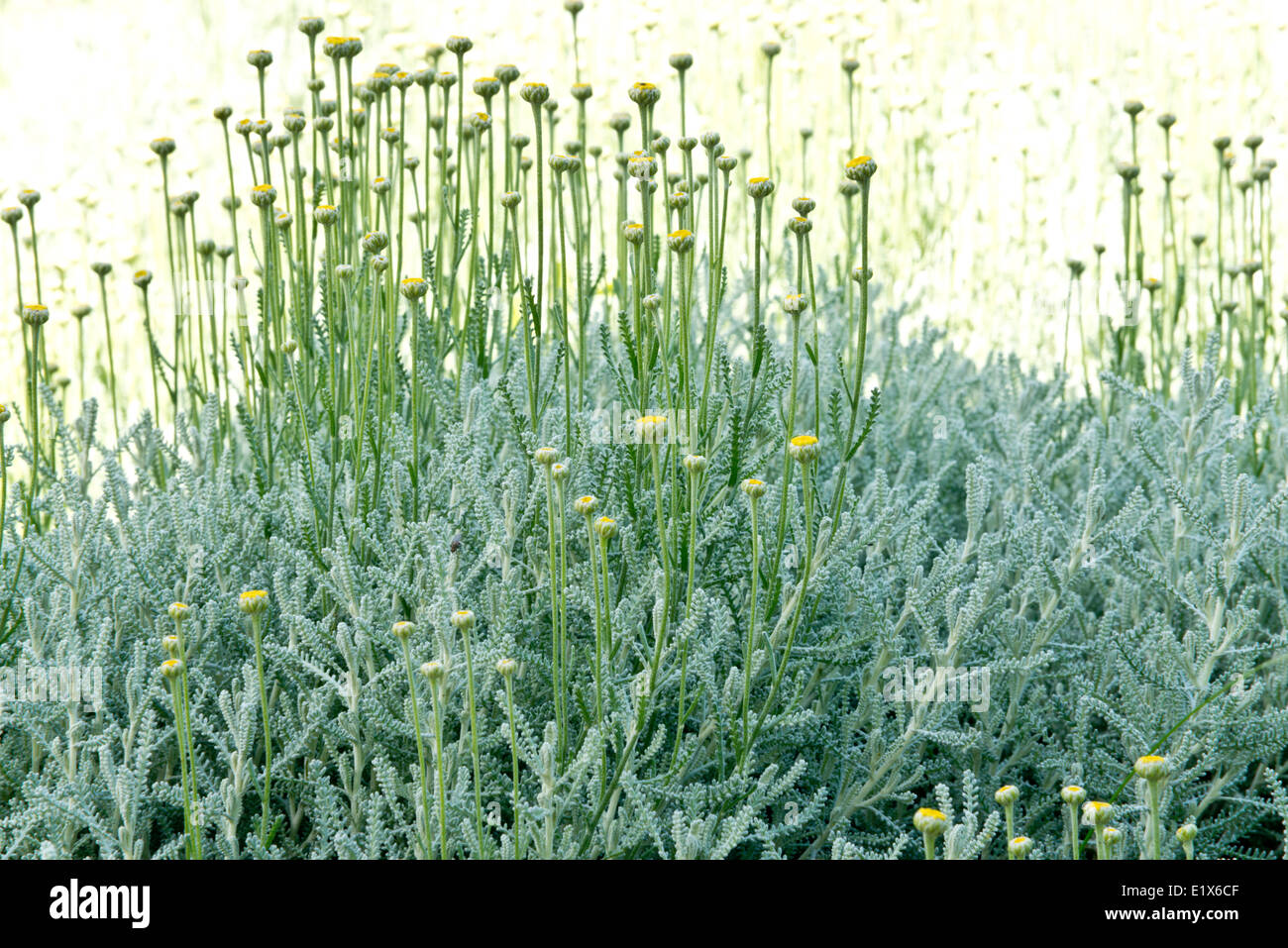 a plant of lavender cotton in the garden Stock Photo - Alamy