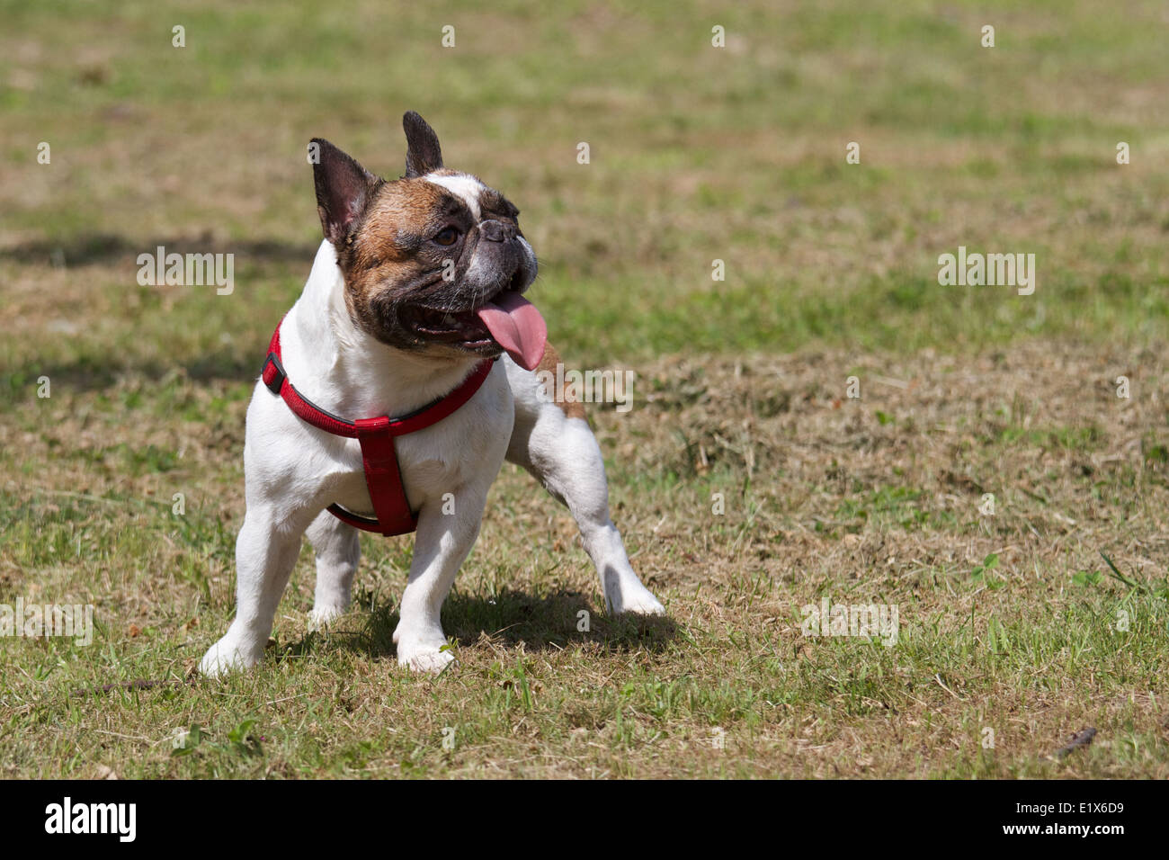 Jumping french bulldog hi-res stock photography and images - Alamy
