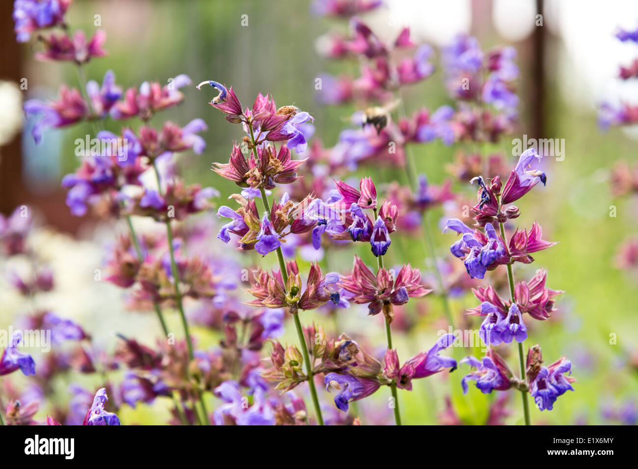 a plant of Salvia in the garden Stock Photo - Alamy