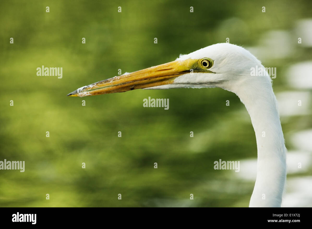 great egret head and neck detail with cottonwood fluff on the beak ...