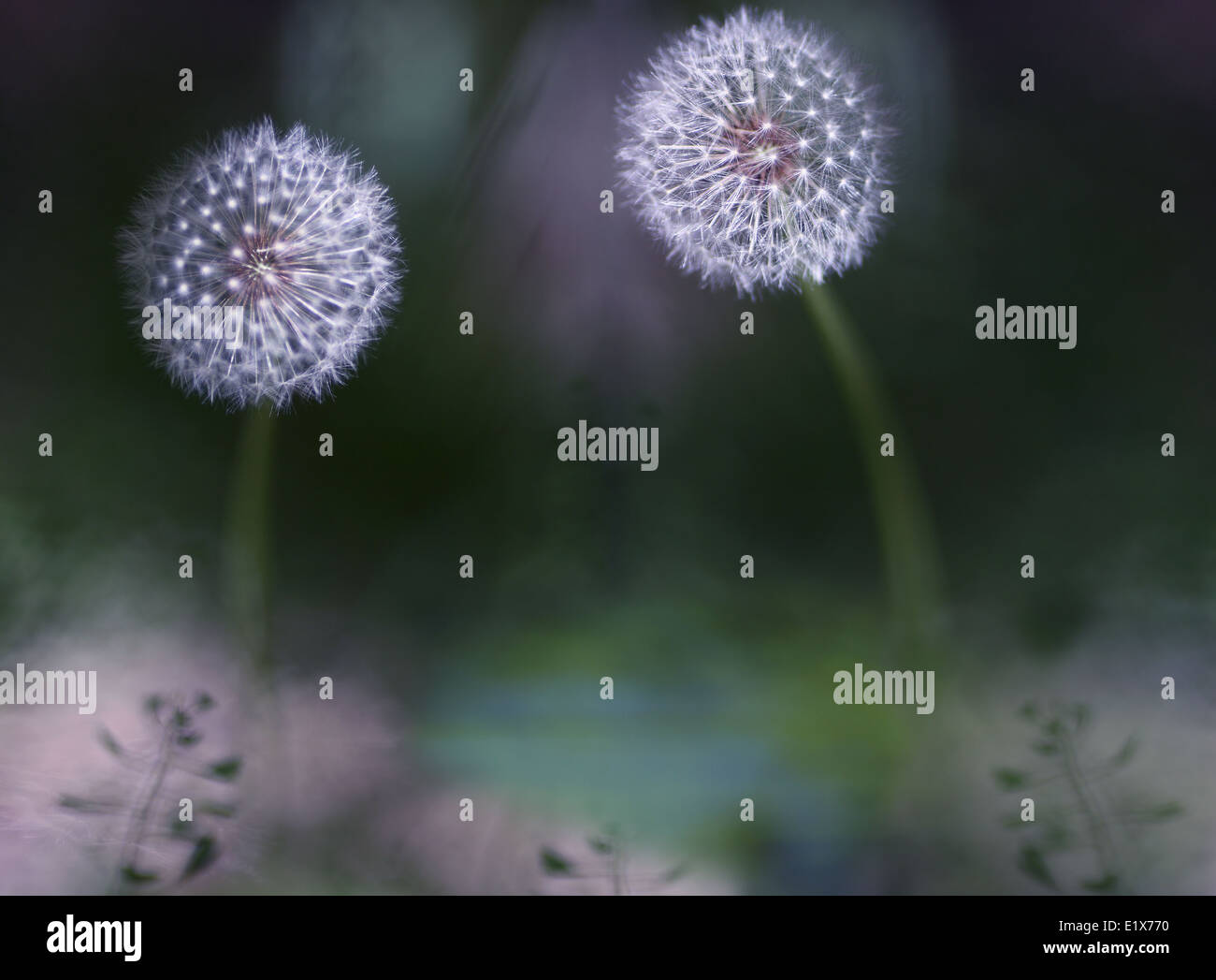 Two dandelions in a garden. Original name: "Garden of my baby Stock ...