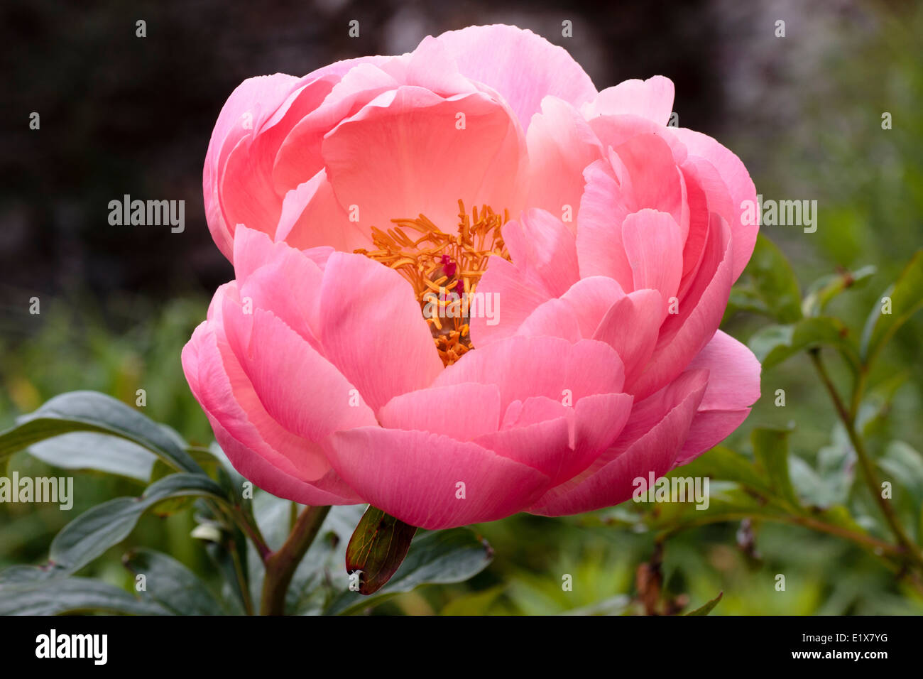 Coral peony hi-res stock photography and images - Alamy