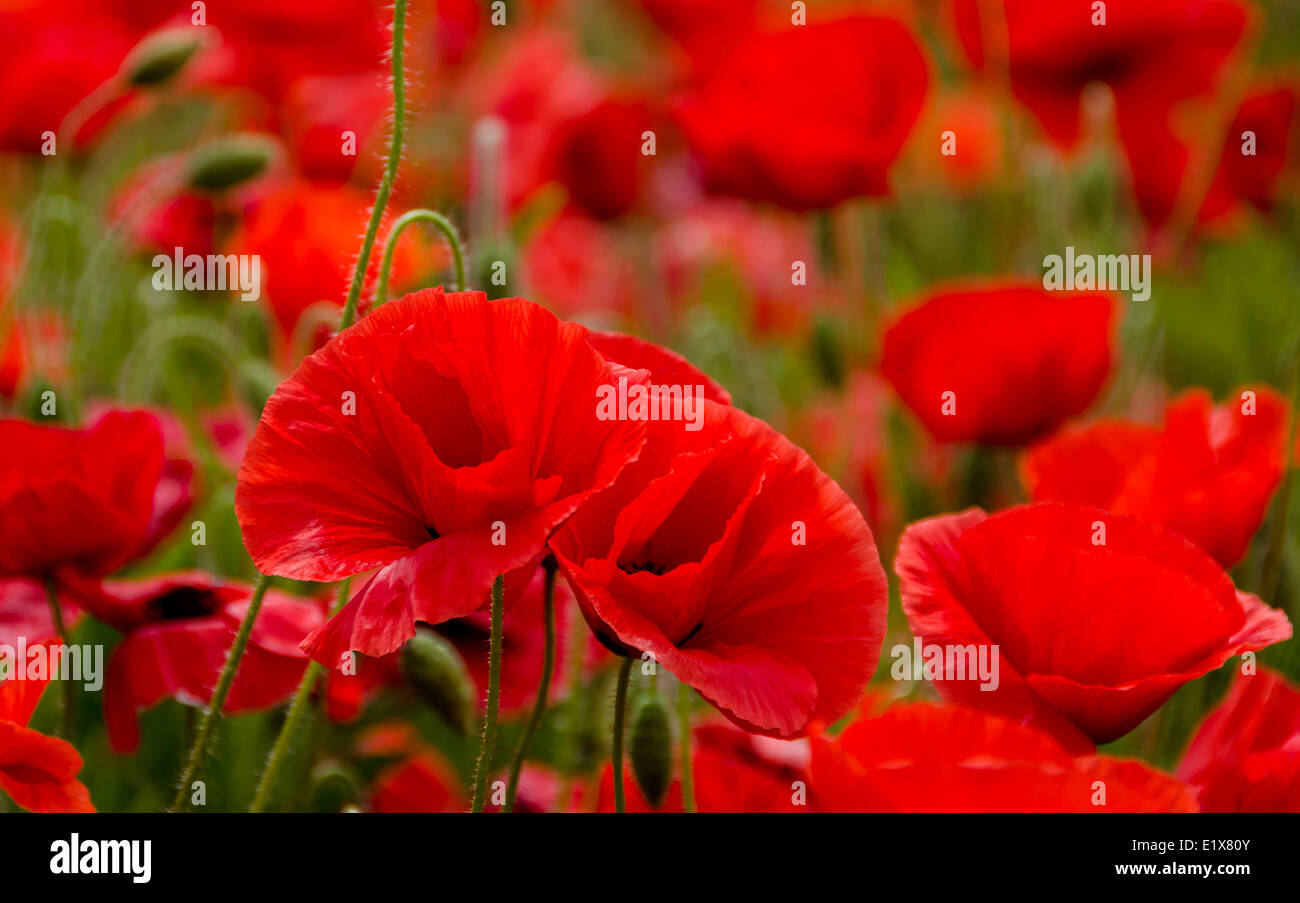 Double poppy hi-res stock photography and images - Alamy