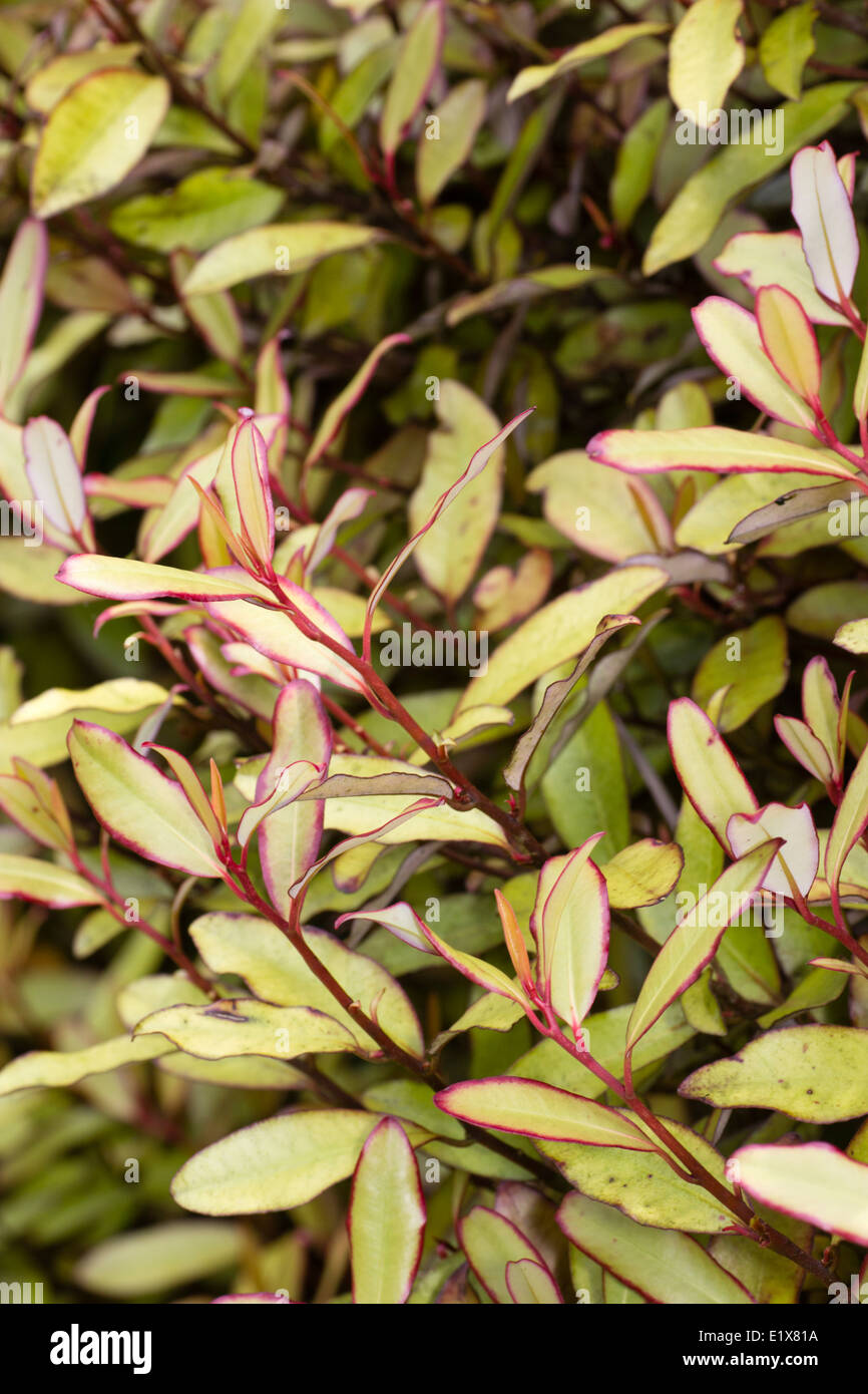 Pseudowintera colorata hi-res stock photography and images - Alamy