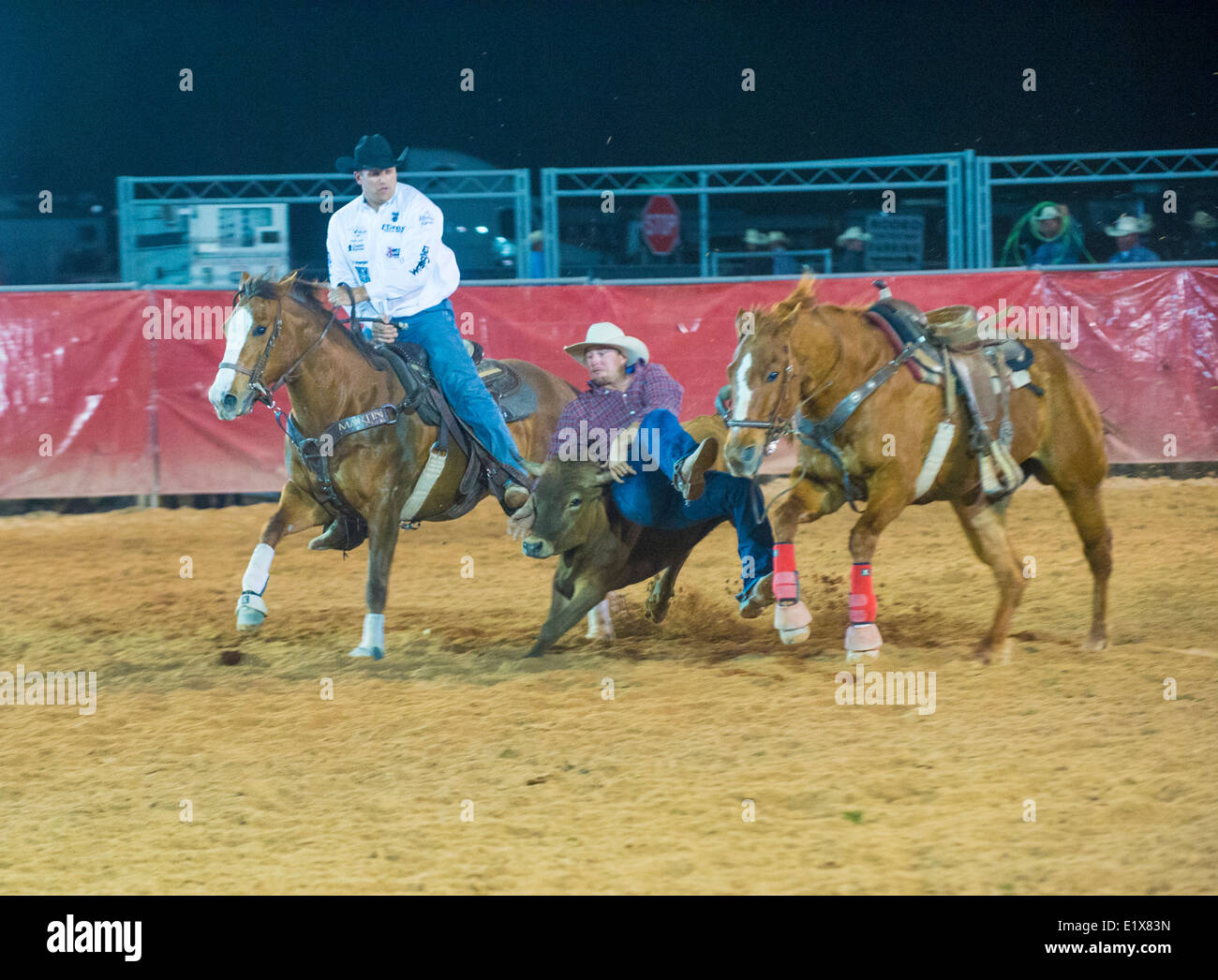 Cowboy roping horse hi-res stock photography and images - Alamy
