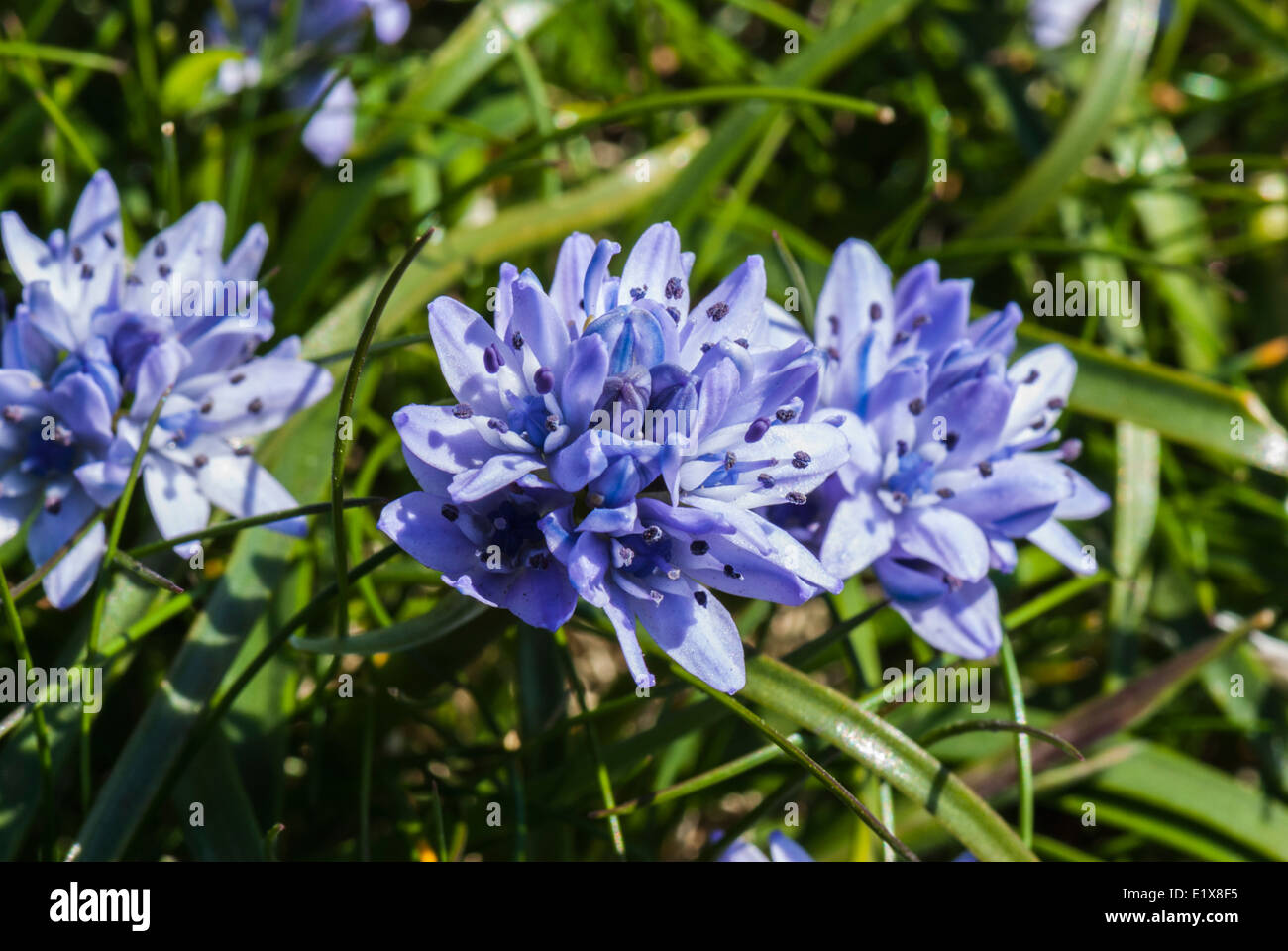 A close up view of Squill, Scilla verna, on Shetland, Scotland Stock ...