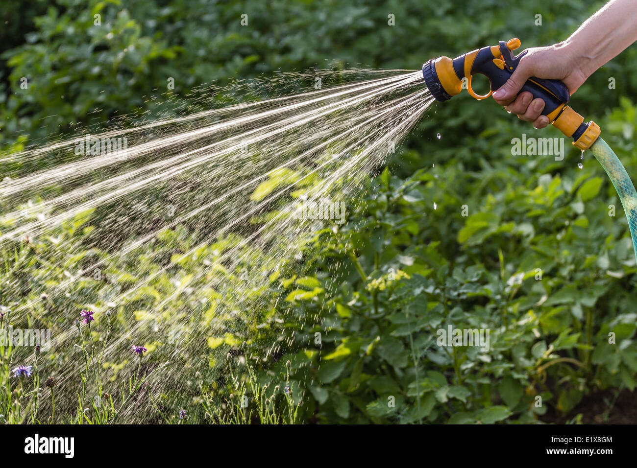 Condensation watering hi-res stock photography and images - Alamy