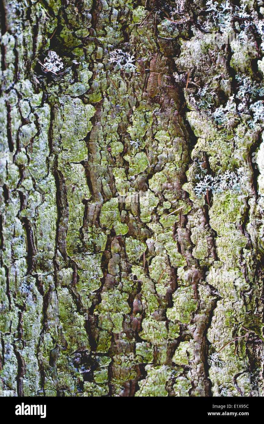 Wood texture, beautiful tree background Stock Photo - Alamy