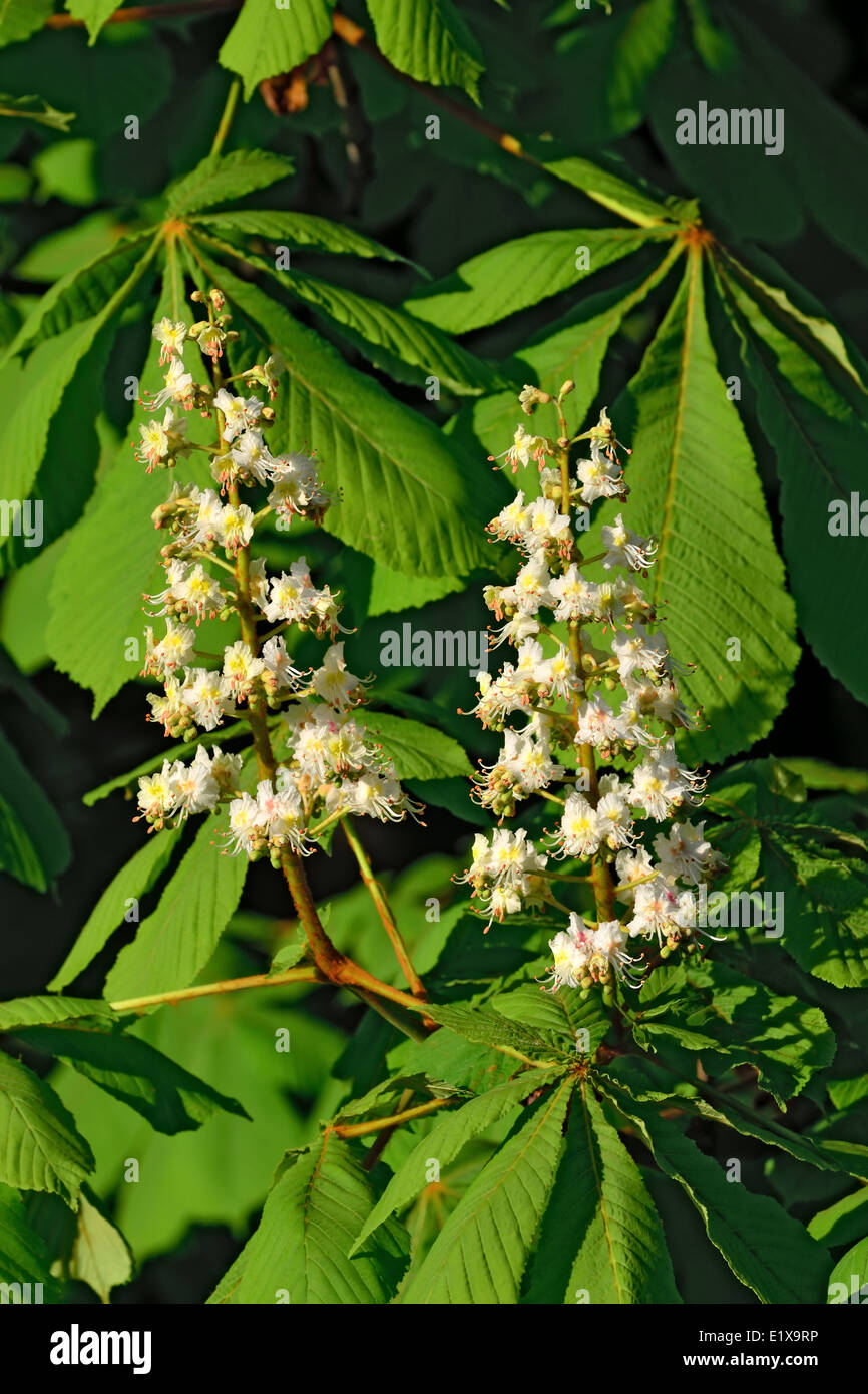 Two beautiful chestnut flower closeup Stock Photo - Alamy
