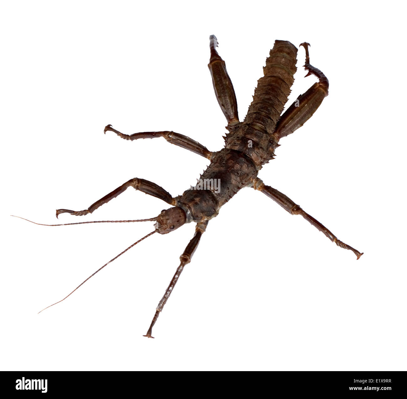 Calcarata hi-res stock photography and images - Alamy