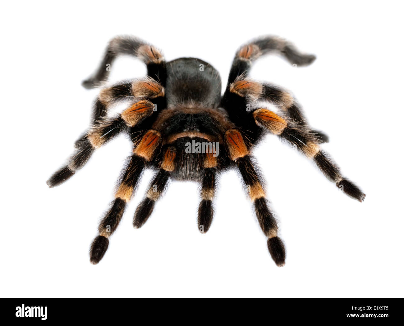 Mexican red knee tarantula Cut Out Stock Images & Pictures - Alamy
