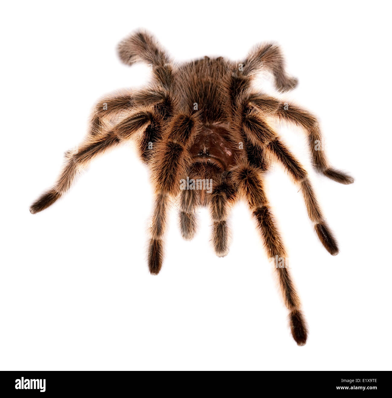 chilean rose hair tarantula Stock Photo - Alamy