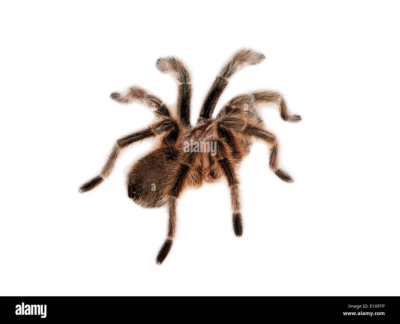 chilean rose hair tarantula Stock Photo - Alamy