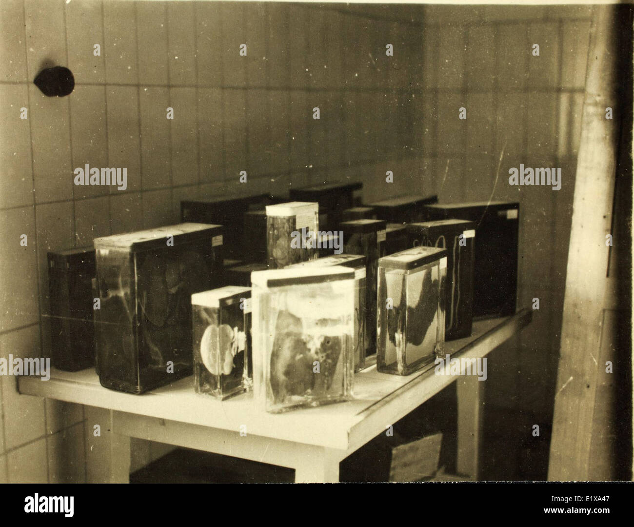 The Holocaust, occurring between 1941 and 1945, was one of the darkest ...