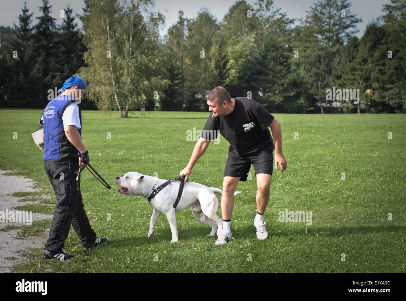 Man training dog obedience hi-res stock photography and images - Alamy