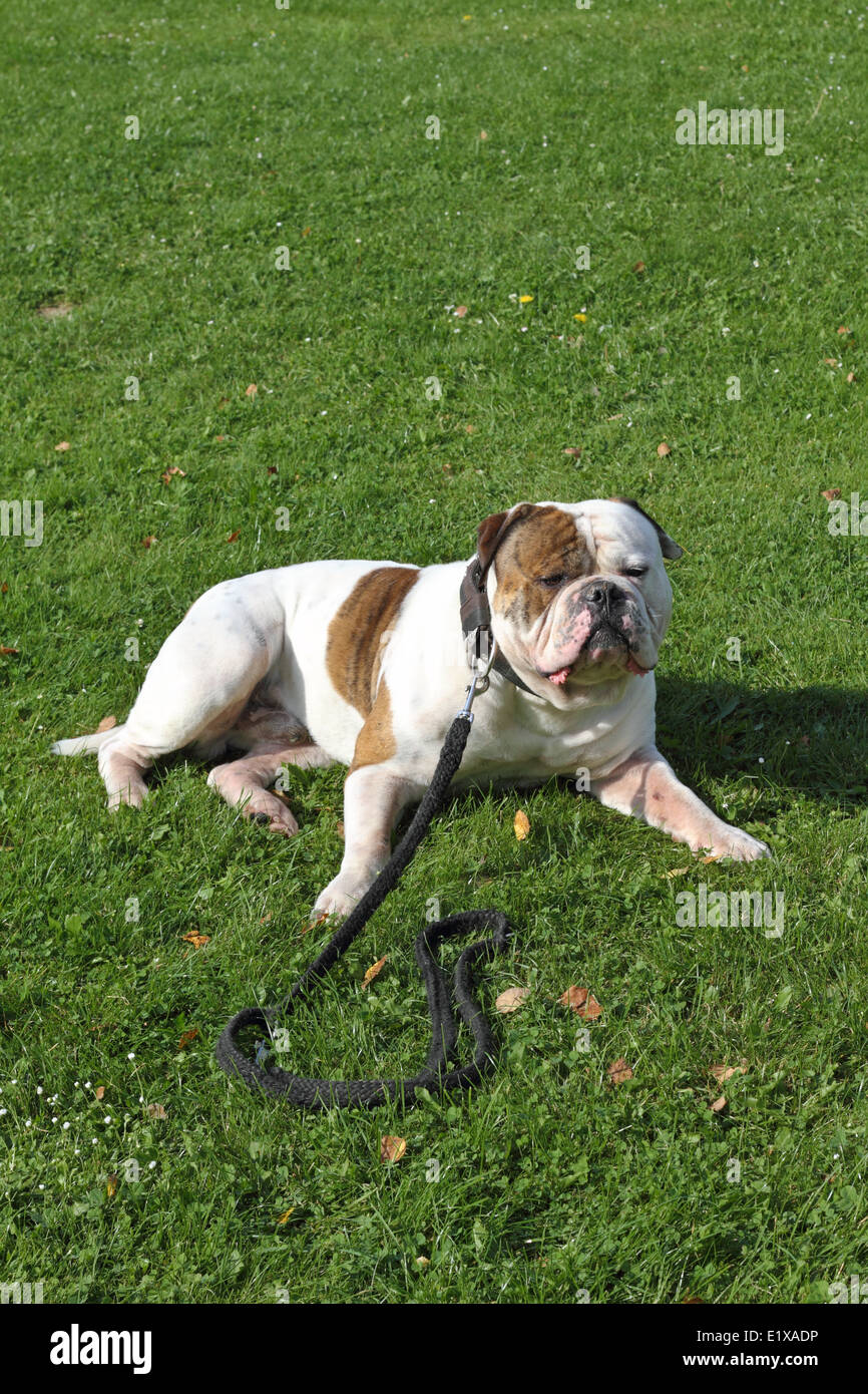 Does The Serrano Bulldog Attack Humans