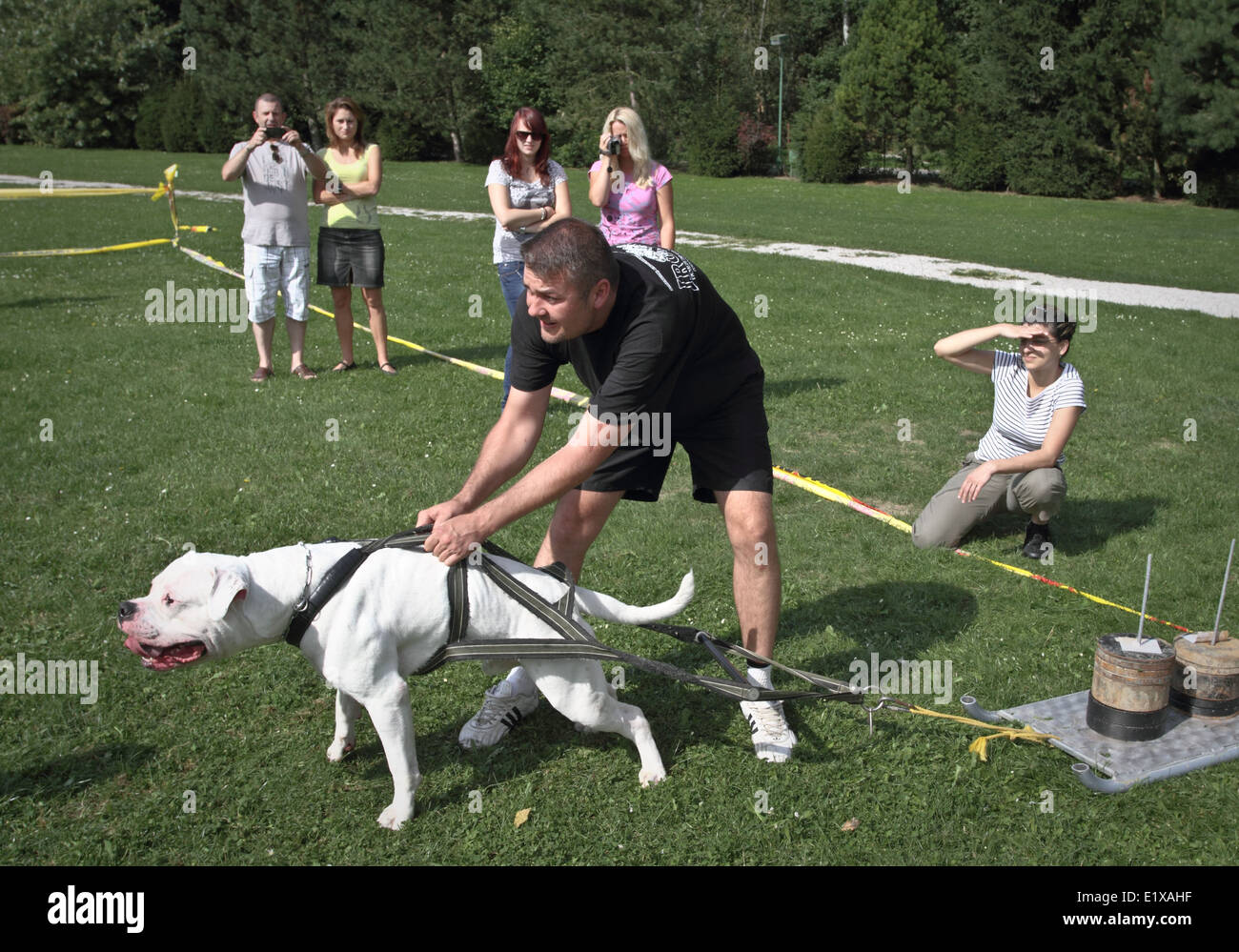 Man trains dog Stock Photo - Alamy