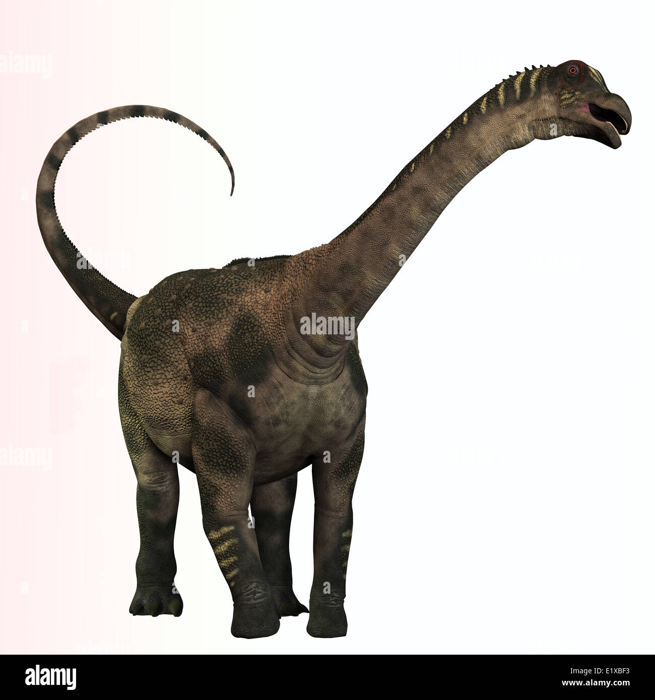 Antarctosaurus is a genus of titanosaur sauropod from the Cretaceous ...