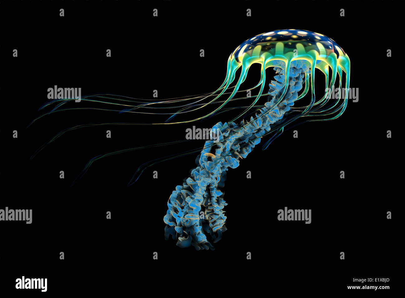 Trailing tentacle hi-res stock photography and images - Alamy