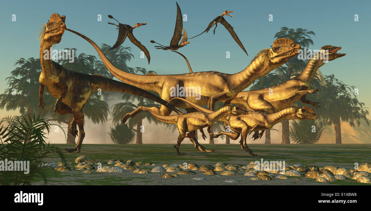 A pack of Dilophosaurus are beginning their hunt for prey as flying ...