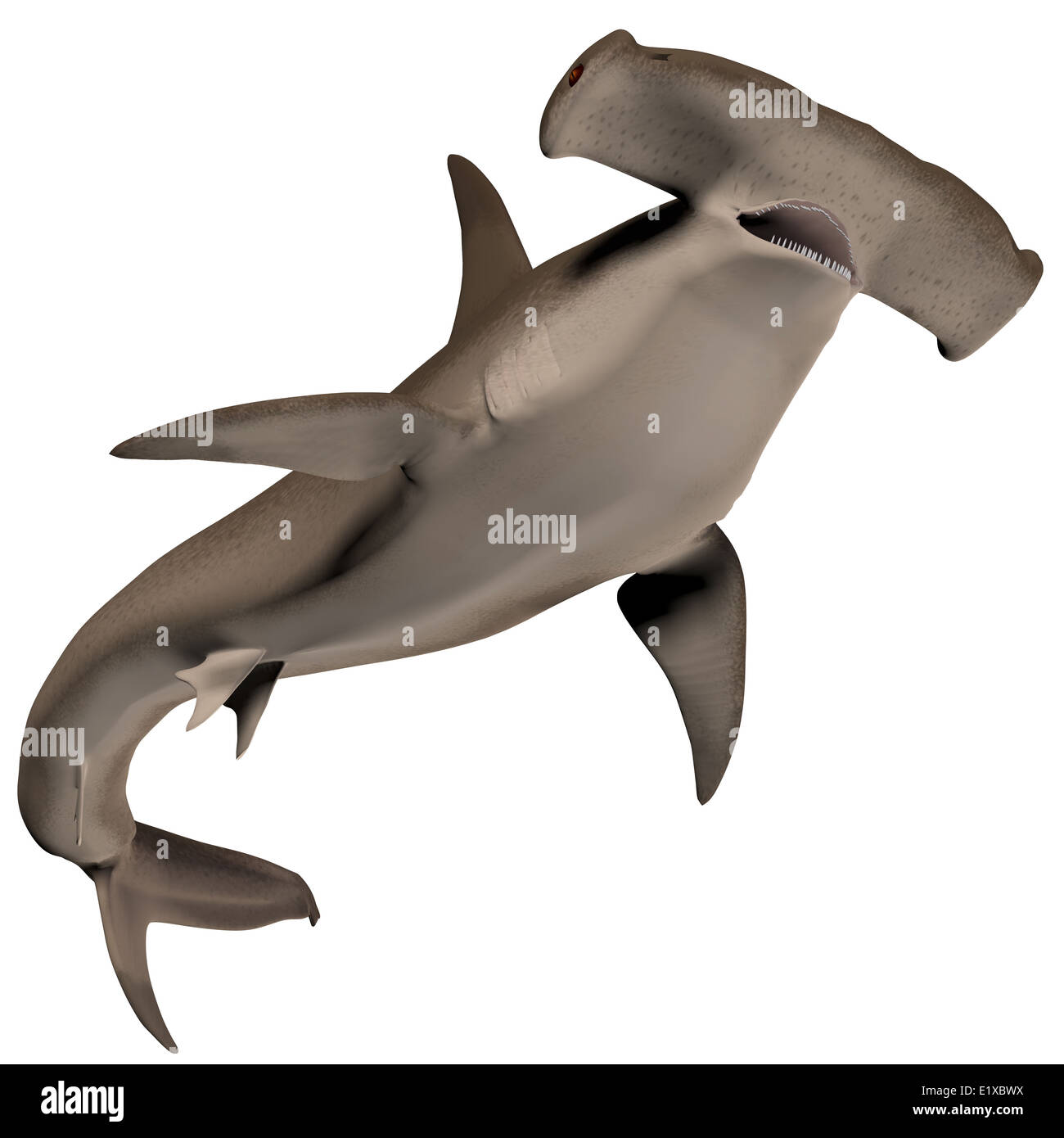 Hammerhead shark ocean Cut Out Stock Images & Pictures - Alamy