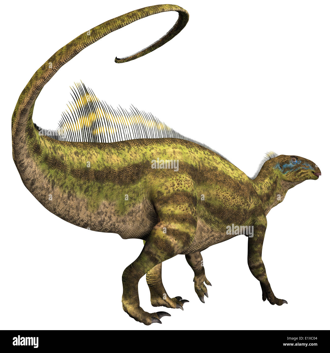 Tenontosaurus was an ornithopod herbivorous dinosaur that lived during ...