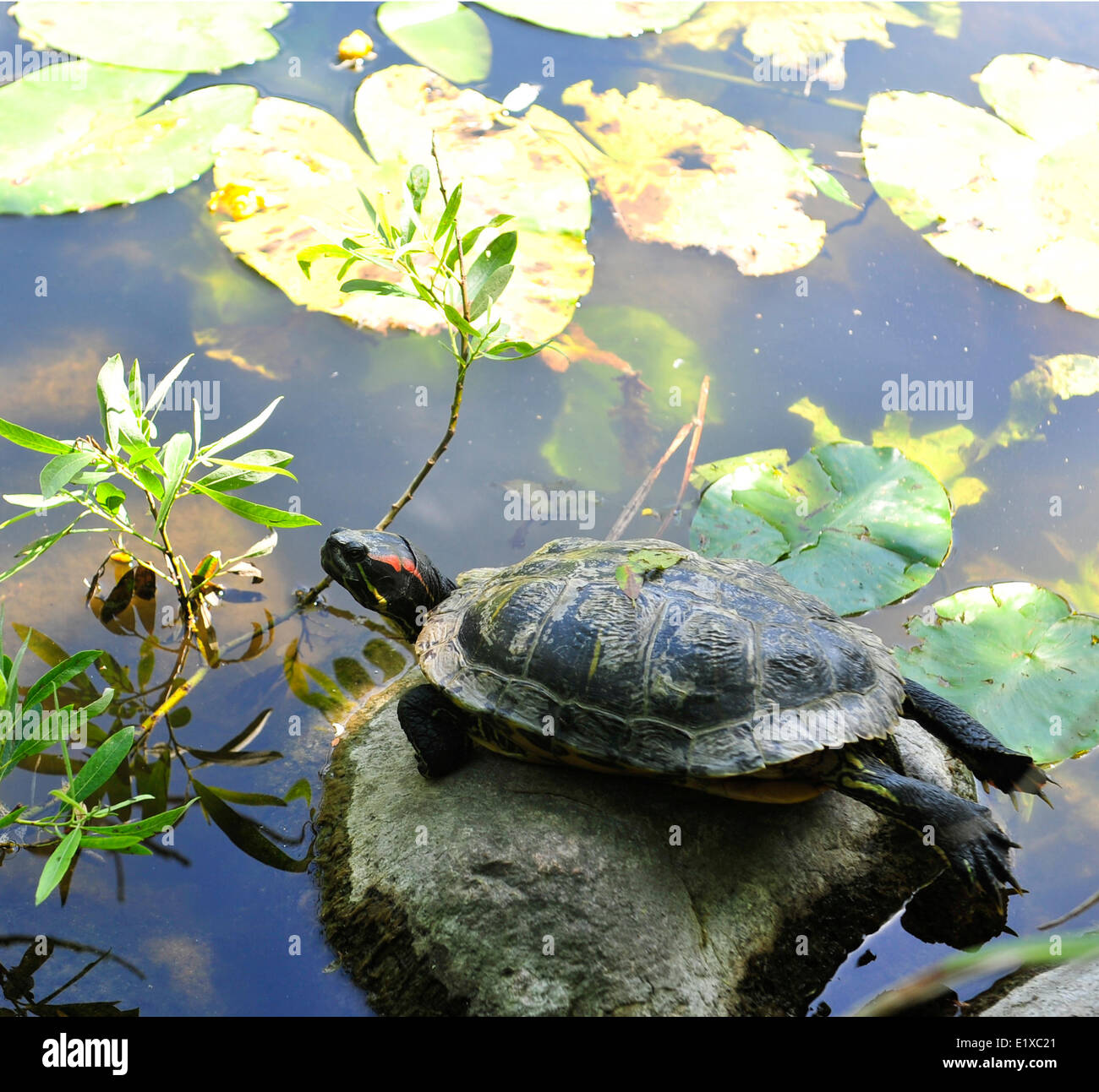 Copenhagen, Denmark. 10th June, 2014. A turtle rests in shade at a ...