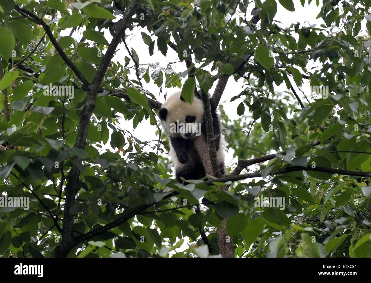 Ya'an, China's Sichuan Province. 10th June, 2014. A giant panda cub ...