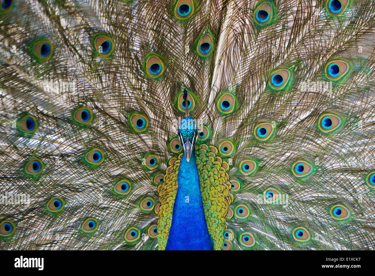 Peacock showing off Stock Photo - Alamy