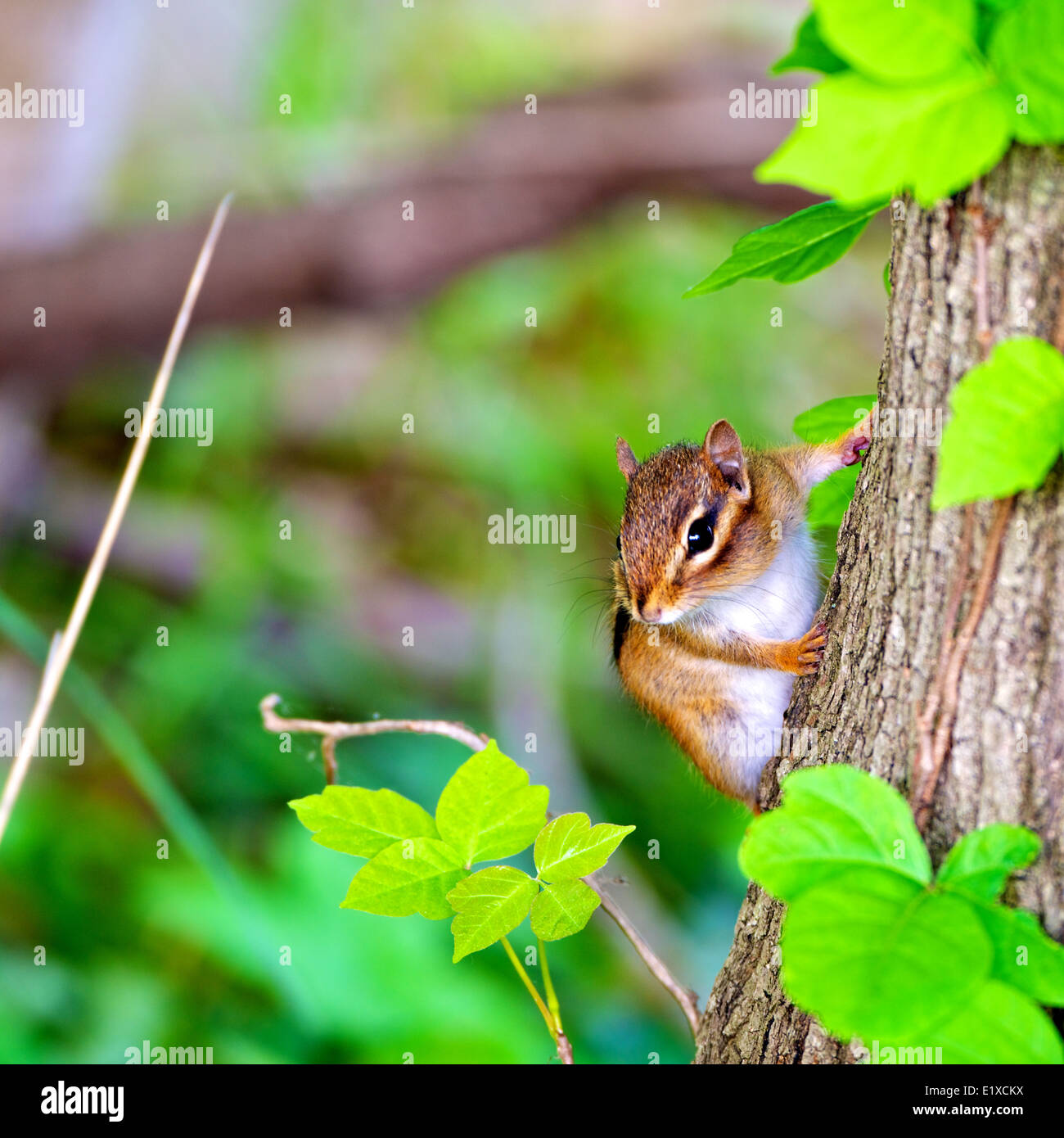 Curious chipmunk hi-res stock photography and images - Alamy