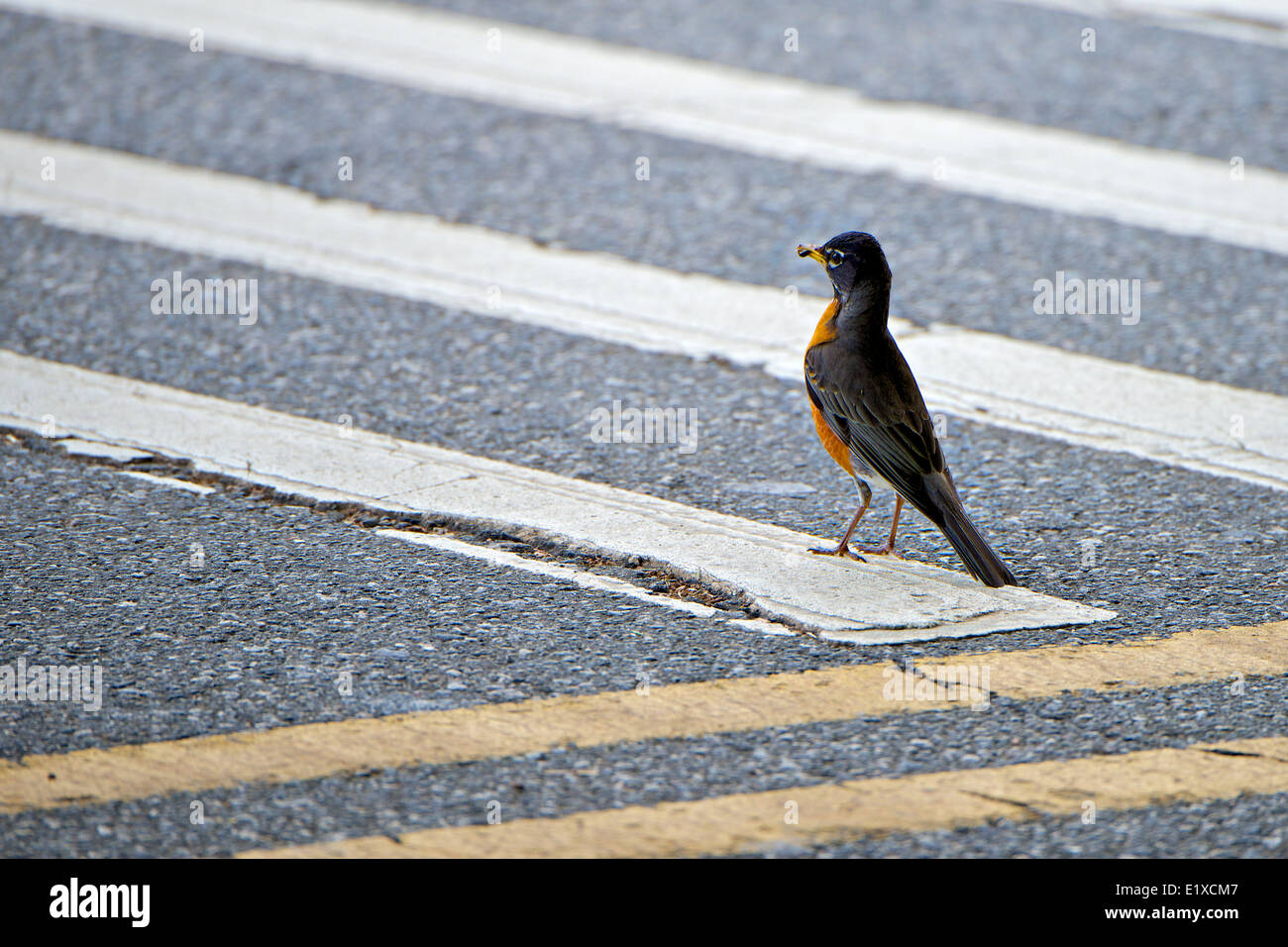 Little bird crossing the road Stock Photo - Alamy