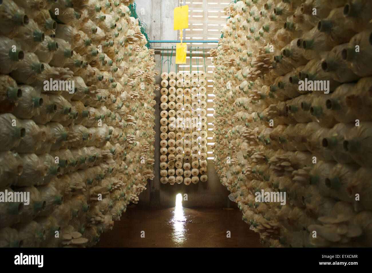 Mushroom farm hi-res stock photography and images - Alamy