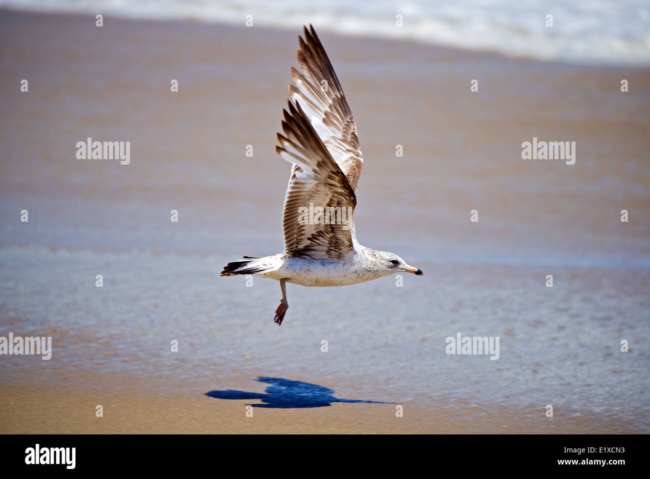 Seagull taking off the shore Stock Photo - Alamy