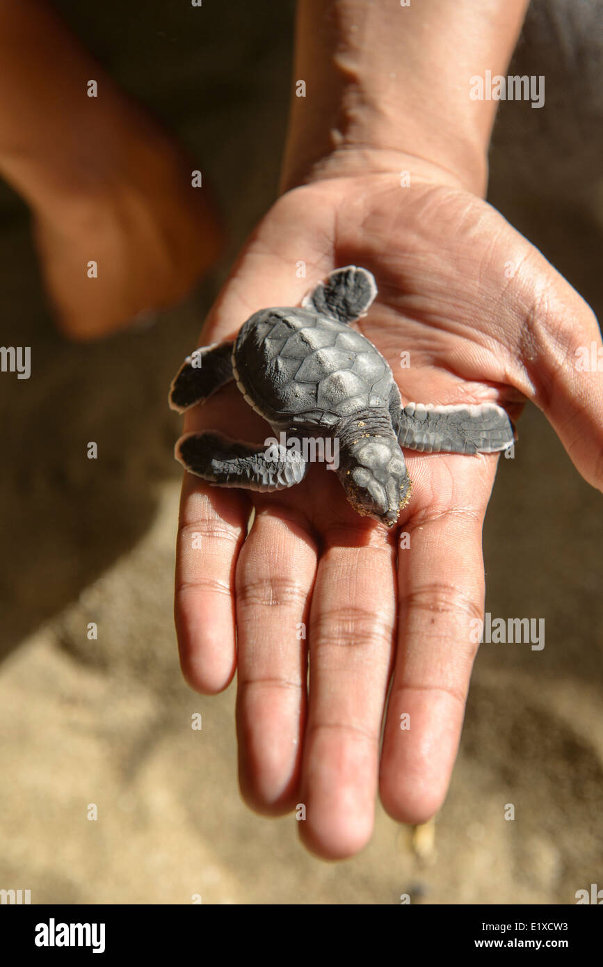 Baby sea turtle hatch shell hi-res stock photography and images - Alamy