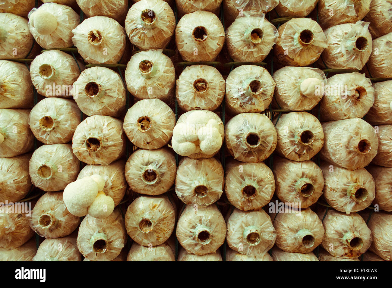Stack of mushroom cubes in a close farm Stock Photo - Alamy